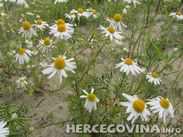 Kamilica kao jedna od najpoznatijih ljekovitih biljaka | Vijesti ...