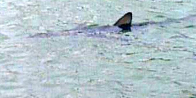 U Jadranskom moru ima više od 30 vrsta morskih pasa | Vijesti Hercegovina.Info