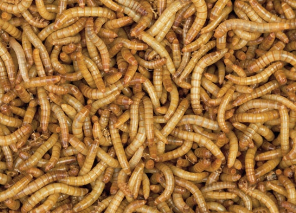 Sa stropa su počeli padati crvi, a onda su u stanu iznad otkrili tijelo ...