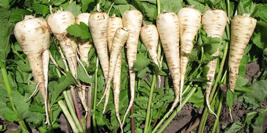 Pastrnjak kao povrće i kao začin | Hercegovina.Info