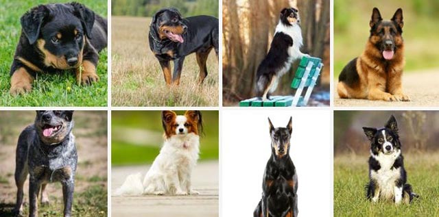 Dlakavi genijalci: 10 najpametnijih pasmina na svijetu | Hercegovina.Info