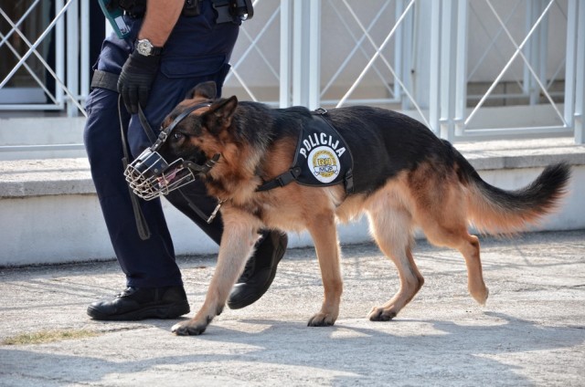 Amerikanac uhićen nakon što je ugrizao policijskog psa | Vijesti ...