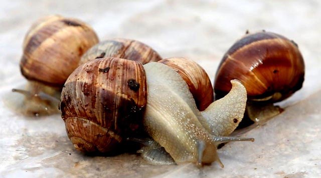 Znanstvenici presadili sjećanja s jednog puža na drugog | Hercegovina.Info