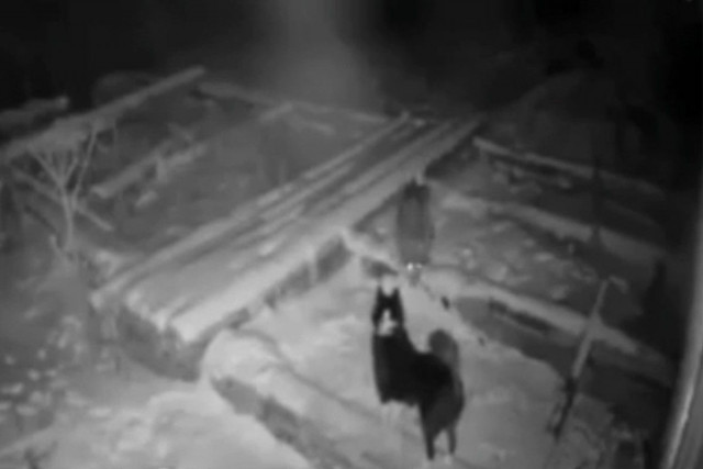 VIDEO Vuk usmrtio psa, a zatim ga otrgnuo s lanca i odvukao u šumu ...