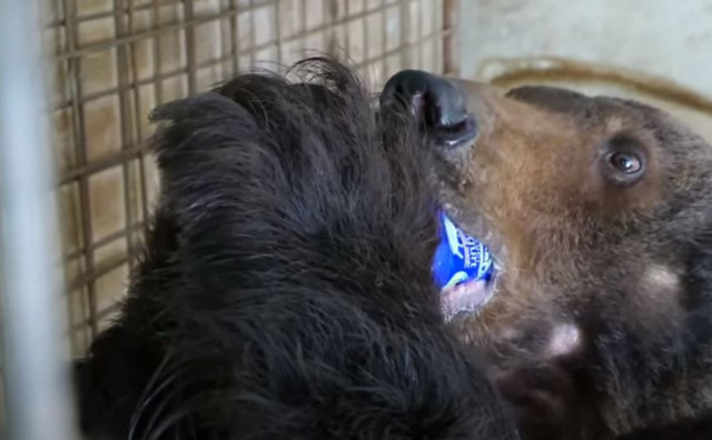 medvjedi | Hercegovina.Info