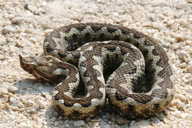 SAZNAJTE Koja doza poskokovog otrova vas može ubiti? | Vijesti ...