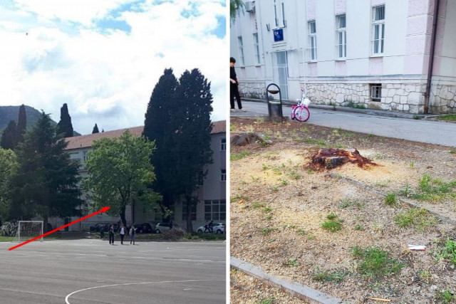 DRVOCID Subotom je nestala stara murva s kampusa Sveučilišta u Mostaru ...