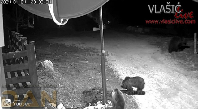 SNIMKE OD SINOĆ Dva medvjeda šetaju urbanim dijelom Vlašića | Vijesti ...