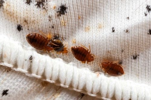 ZATVORENICI IZLOŽENI UBODIMA Potvrđena najezda stjenica u splitskom ...