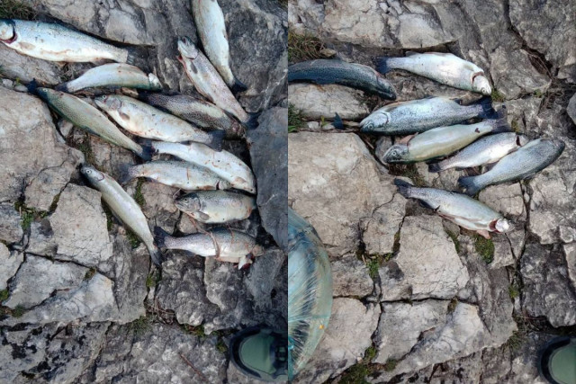 JEZERO SALAKOVAC Ribočuvari uhvatili dvojac sa prekomjernim ulovom ...
