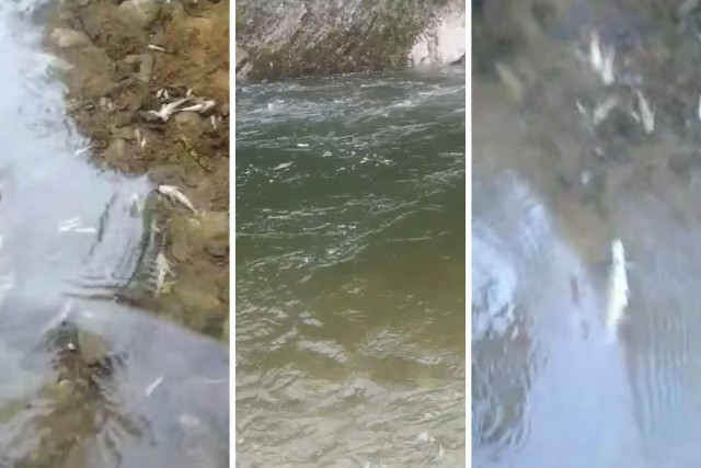 Veliki pomor ribe na Neretvi: Ribari sumnjaju u zataškavanje ekološke ...